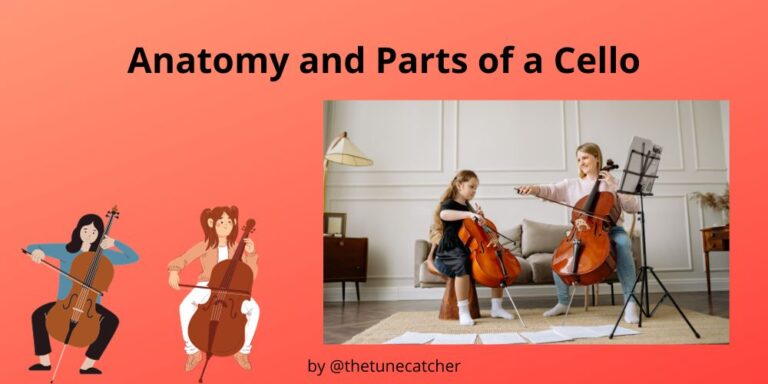Parts of a Cello: Anatomy of a Cello and its Working – The Tune Catcher